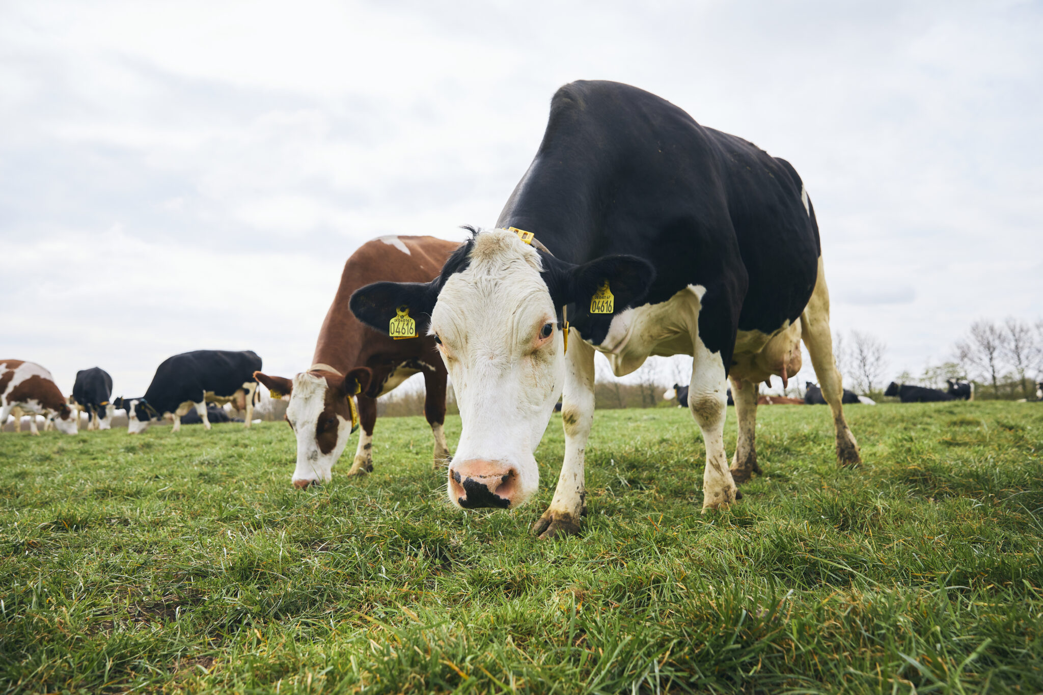 From Farm to Shelf: Inside organic European dairy production - EU ...